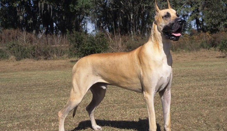 Great Dane | Puppy Area