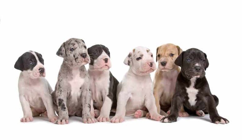 Great Dane | Puppy Area