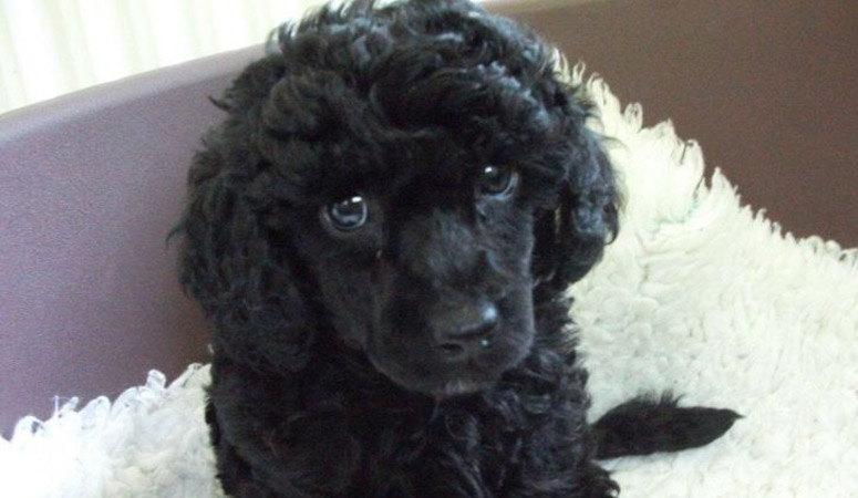Poodle (Standard) | Puppy Area
