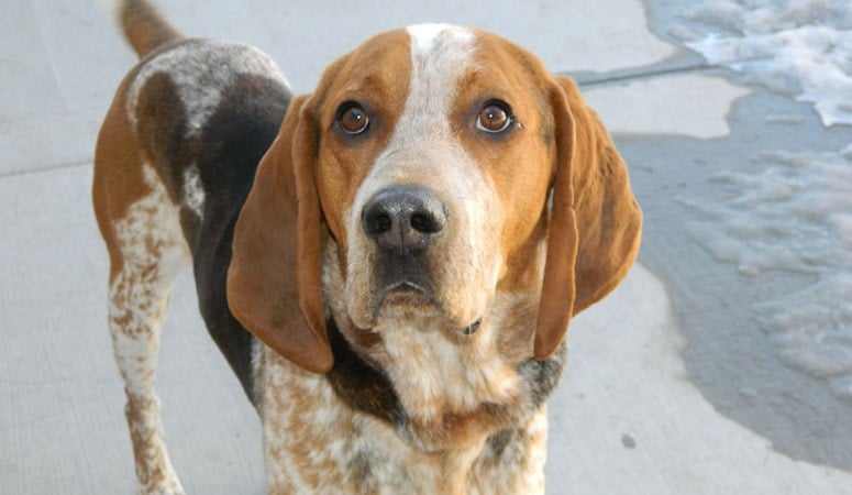 American English Coonhound | Puppy Area