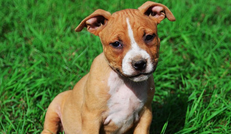 American Staffordshire Terrier | Puppy Area