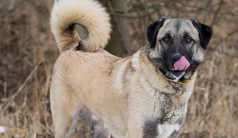 Anatolian Shepherd Dog | Puppy Area