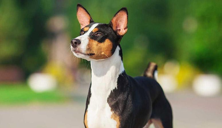 Basenji | Puppy Area