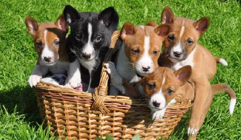 Basenji | Puppy Area