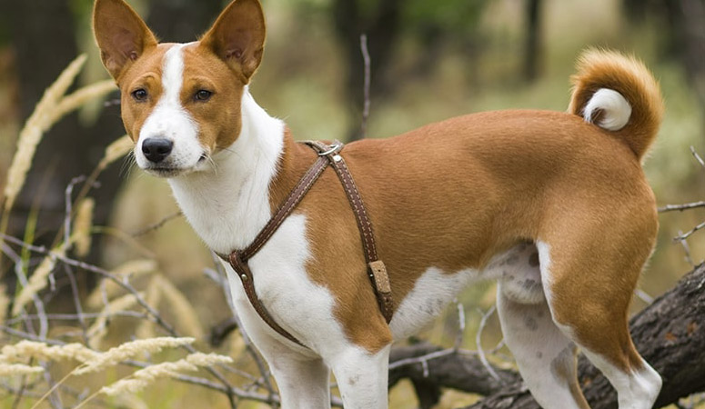 Basenji | Puppy Area