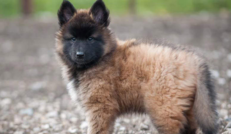 Belgian Tervuren - Puppy Area
