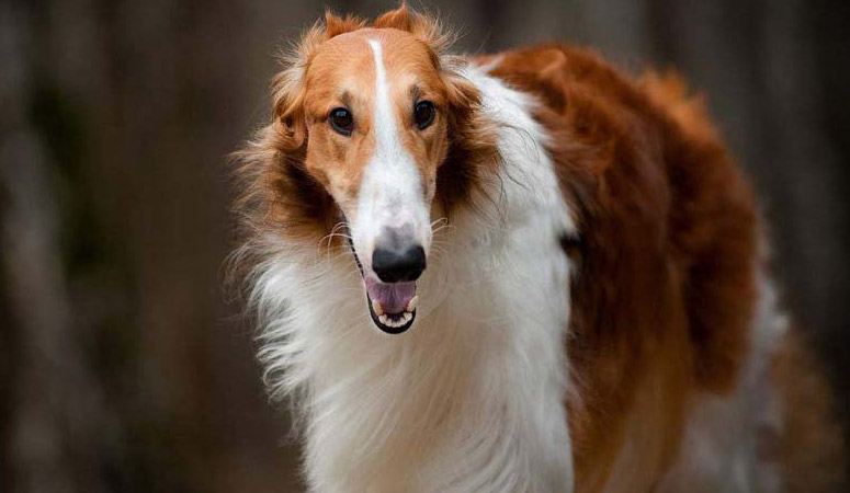 Borzoi | Puppy Area
