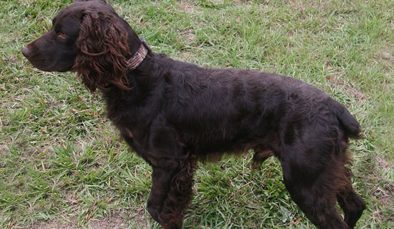 Boykin Spaniel | Puppy Area