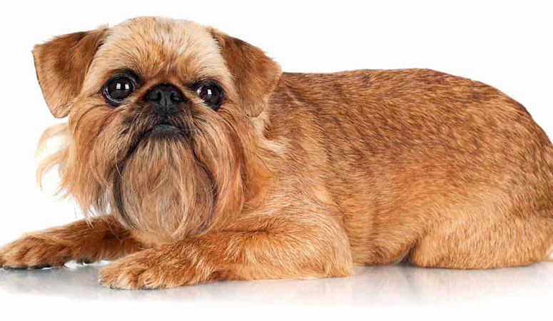 Brussels Griffon | Puppy Area