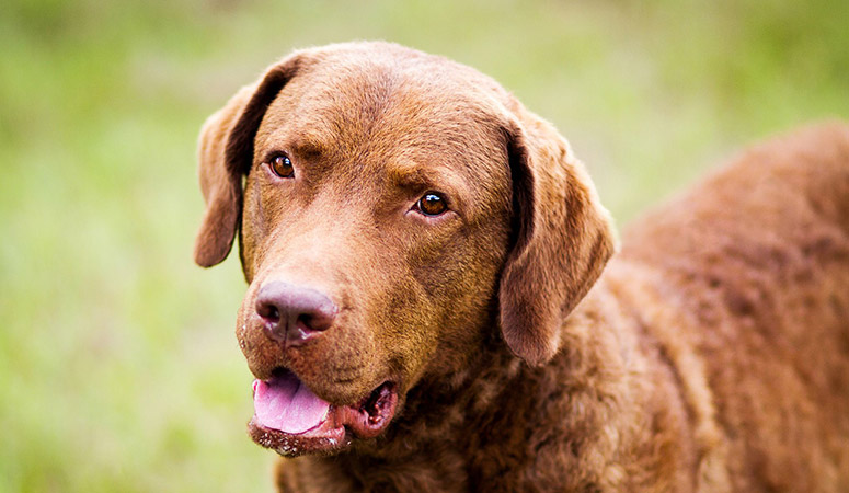 Chesapeake Bay Retriever - Puppy Area
