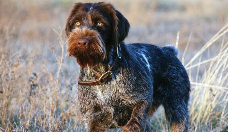 German Wirehaired Pointer | Puppy Area