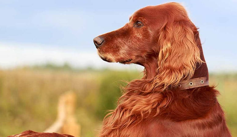 Irish Setter | Puppy Area