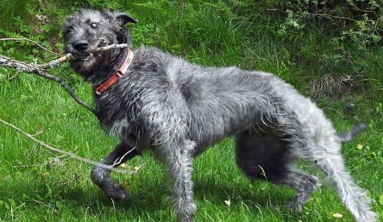 Irish Wolfhound - Puppy Area