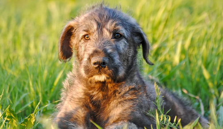 Irish Wolfhound - Puppy Area