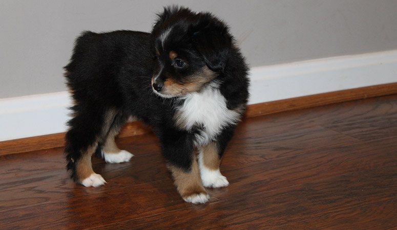 Miniature American Shepherd | Puppy Area