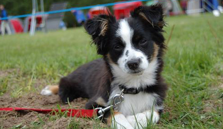 Miniature American Shepherd | Puppy Area