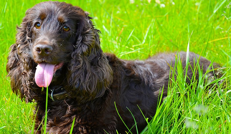American Water Spaniel | Puppy Area