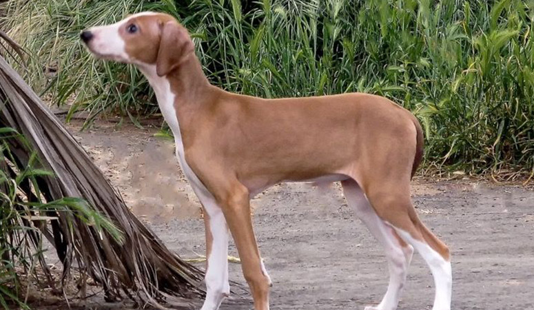 Azawakh | Puppy Area