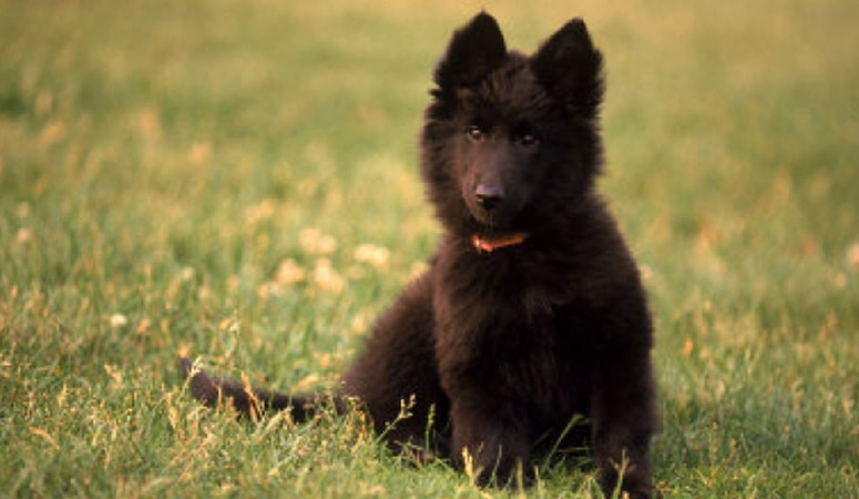 Belgian Sheepdog | Puppy Area