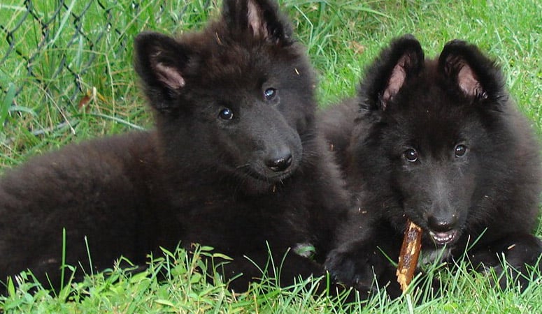 Belgian Sheepdog | Puppy Area