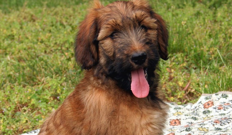 Briard | Puppy Area