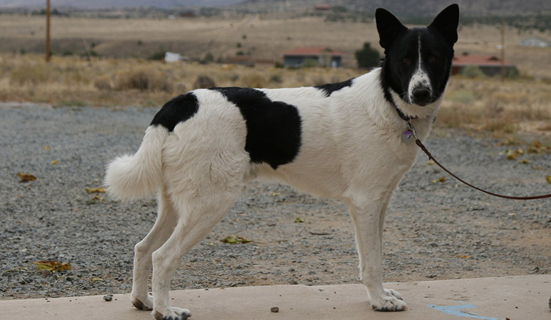 Canaan Dog | Puppy Area