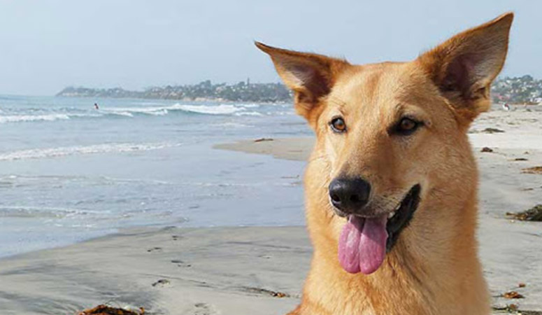 Chinook | Puppy Area