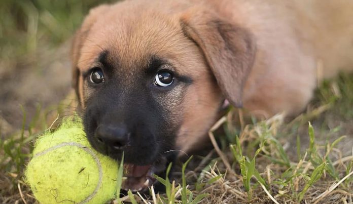 Dog Chewing Everything: Why and How to Stop - Puppy Area