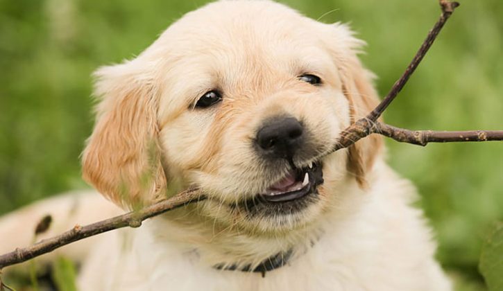 Dog Chewing Everything: Why and How to Stop - Puppy Area