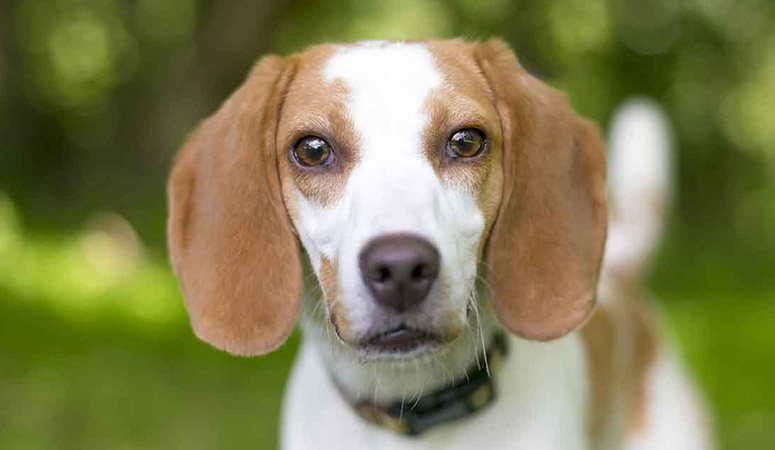 English Foxhound | Puppy Area