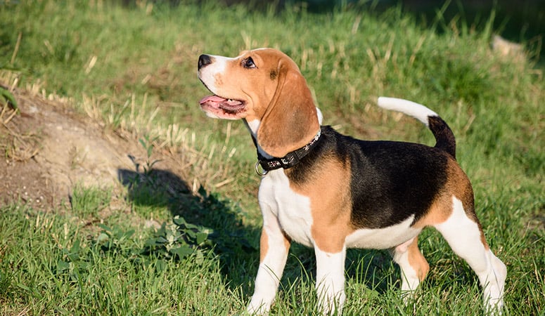 English Foxhound | Puppy Area