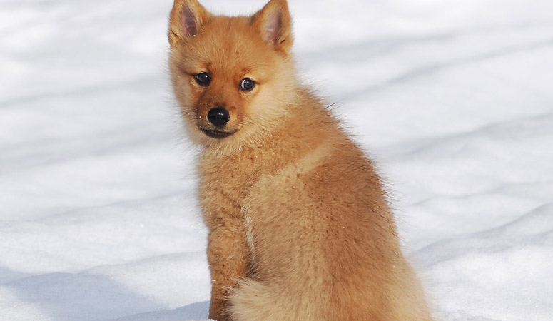Finnish Spitz | Puppy Area