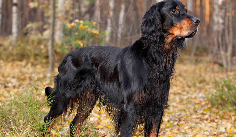Gordon Setter | Puppy Area