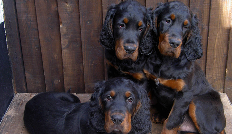 Gordon Setter | Puppy Area