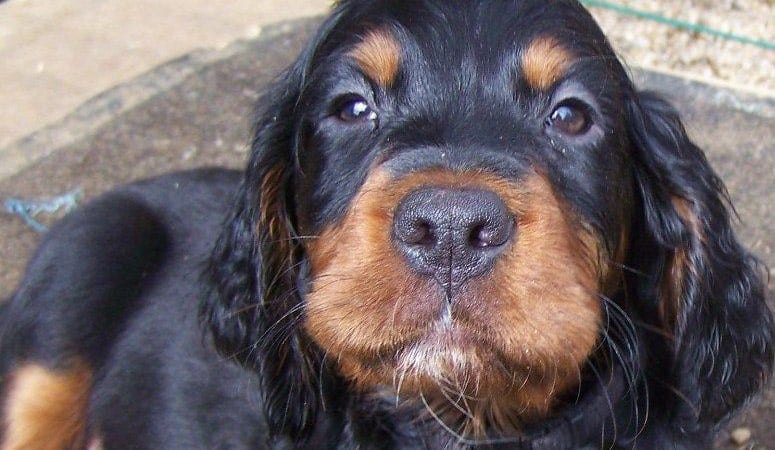 Gordon Setter | Puppy Area