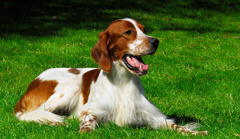 Irish Red and White Setter | Puppy Area