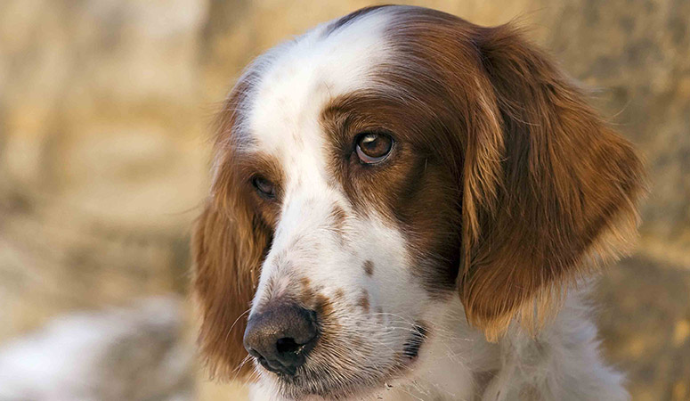 Irish Red and White Setter | Puppy Area
