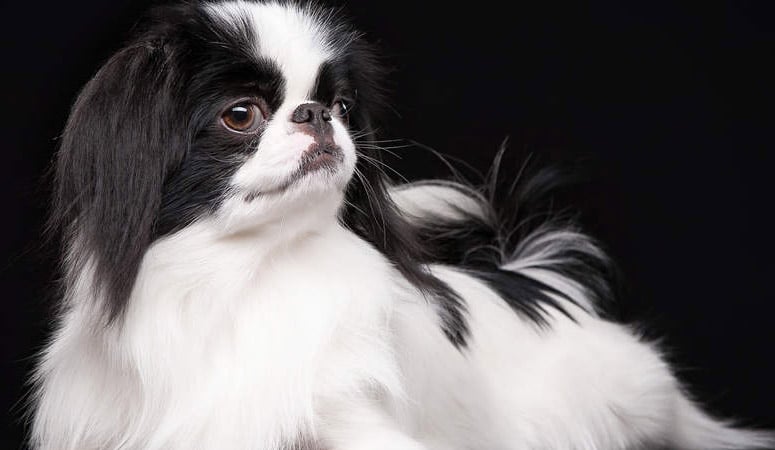Japanese Chin | Puppy Area