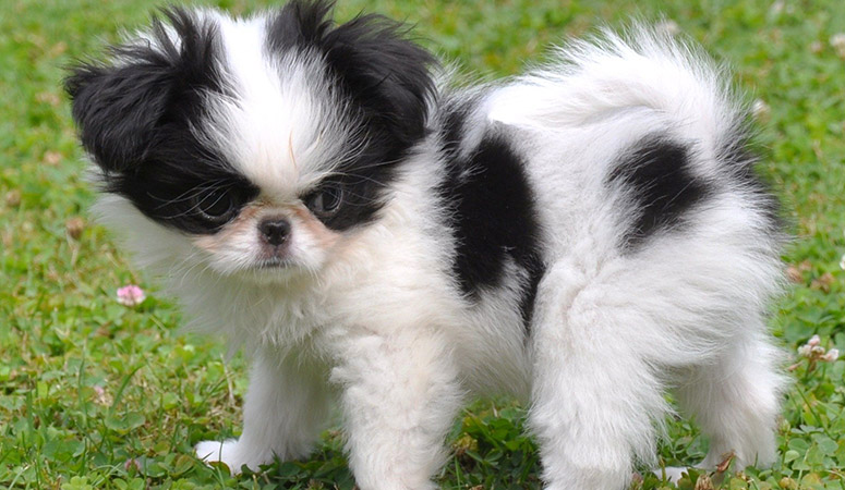 Japanese Chin | Puppy Area