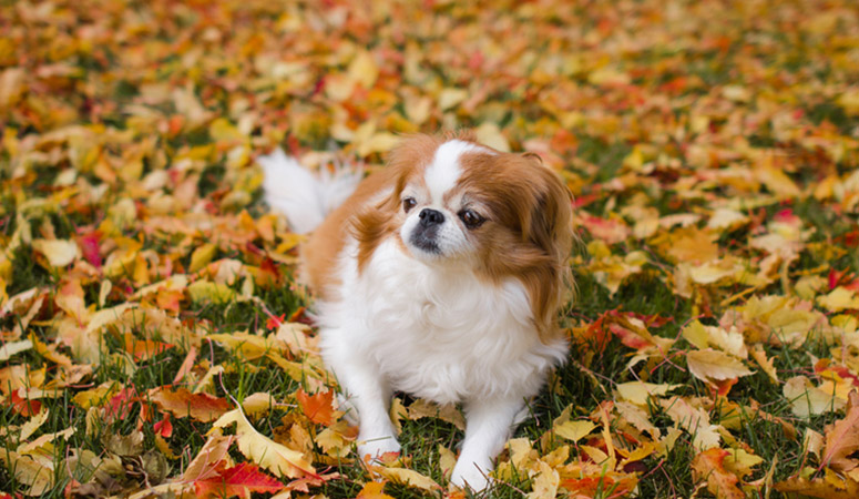 Japanese Chin | Puppy Area