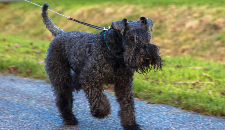 Kerry Blue Terrier - Puppy Area