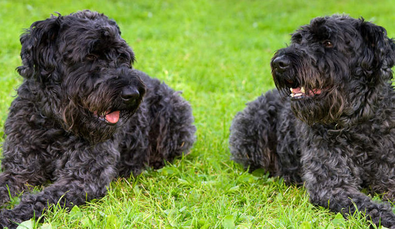 Kerry Blue Terrier - Puppy Area