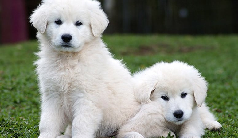 Kuvasz | Puppy Area