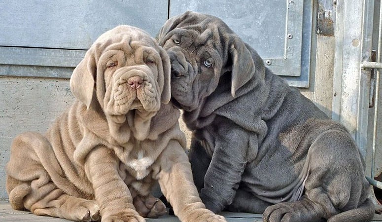 Neapolitan Mastiff - Puppy Area