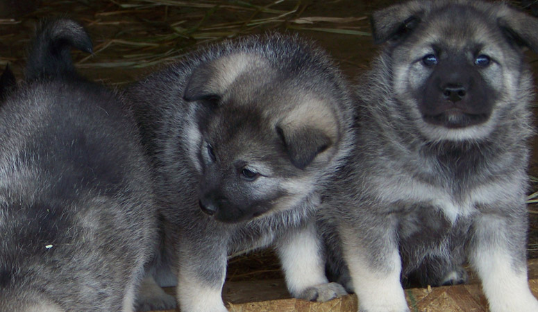 Norwegian Elkhound | Puppy Area