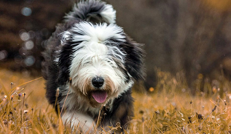 Old English Sheepdog - Puppy Area