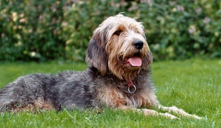 Otterhound | Puppy Area