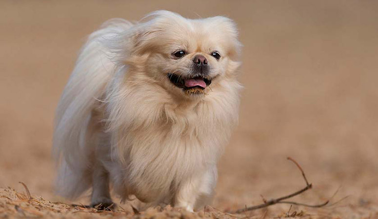 Pekingese | Puppy Area