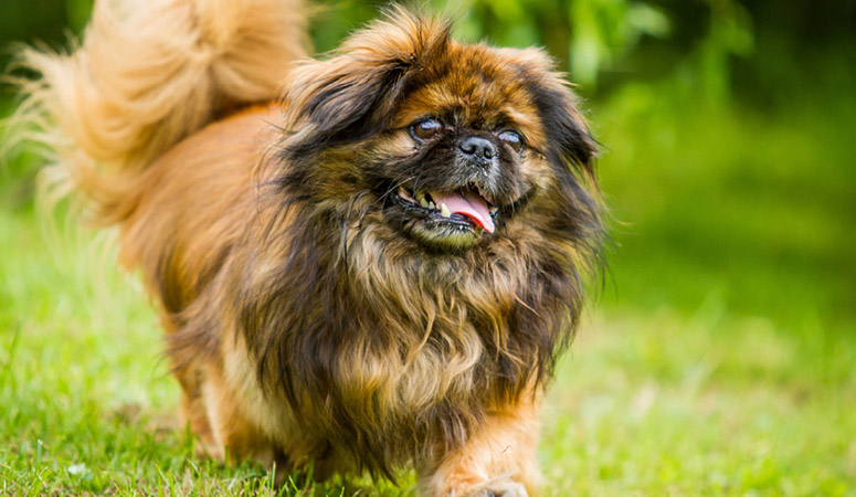 Pekingese | Puppy Area