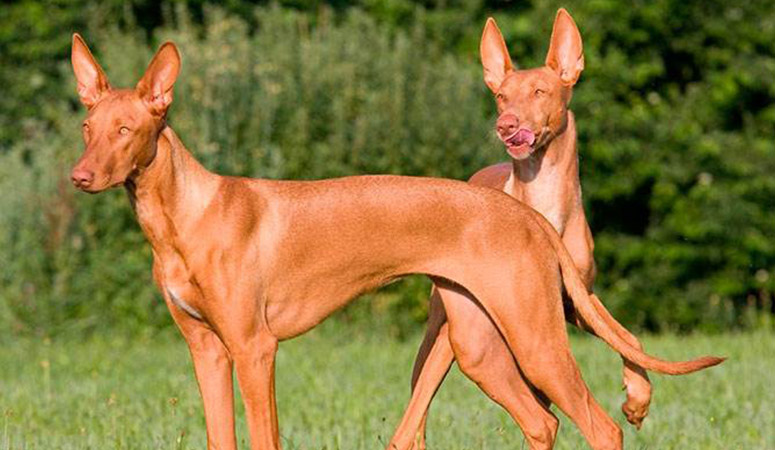 Pharaoh Hound | Puppy Area